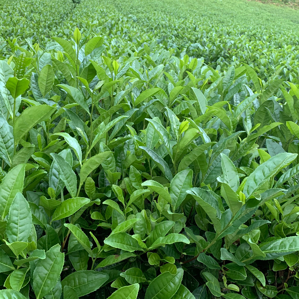 Second and Third Flushes Green Tea - How It’s Different from the First ...